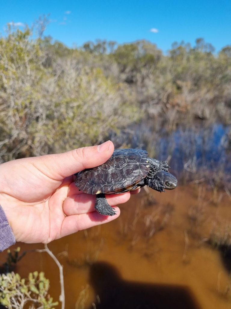 Threatened Species Day September 7 – Help out the Western Swamp ...